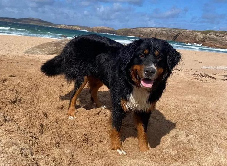 Dog found in Donegal 15 days after it went missing – TheLiberal.ie ...